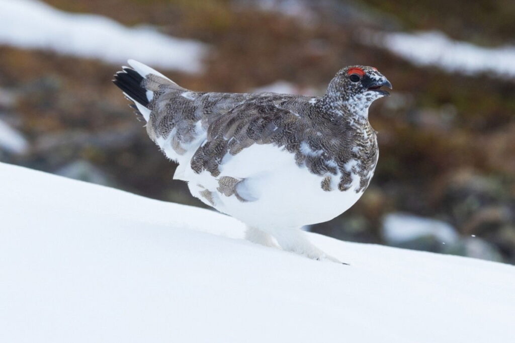 Cold-climate birds and butterflies decreasing - T N B